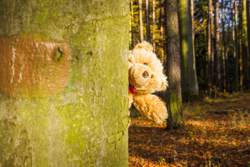 Teddy bear stock photo. Image of cute, brown, forest - 103196222