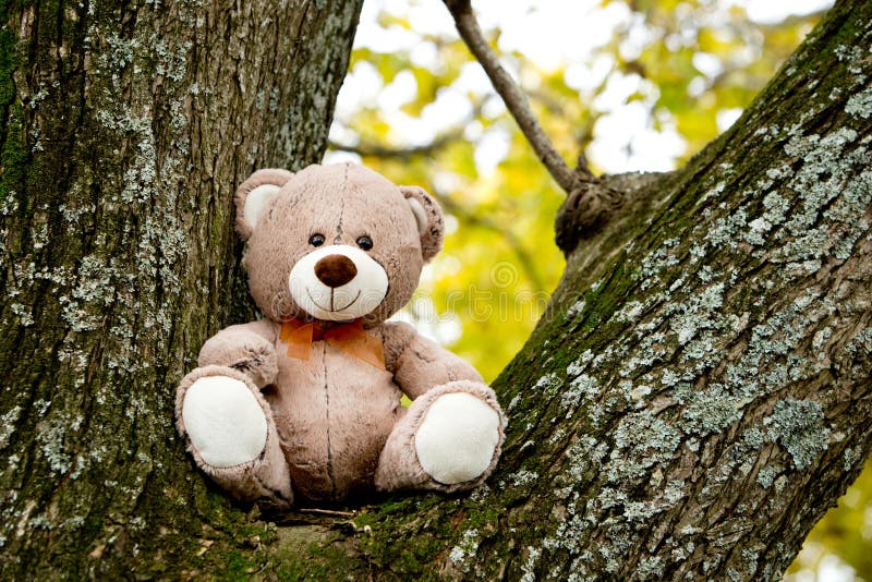 Teddy Bear in tree stock photo. Image of loneliness, leaves - 92328374