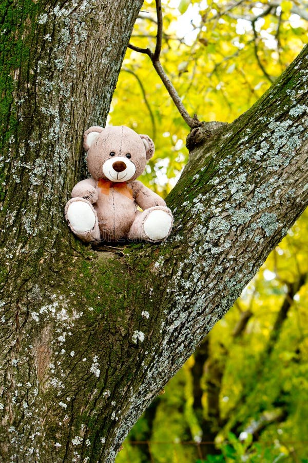 Teddy Bear in tree stock photo. Image of trunk, animal - 92436808