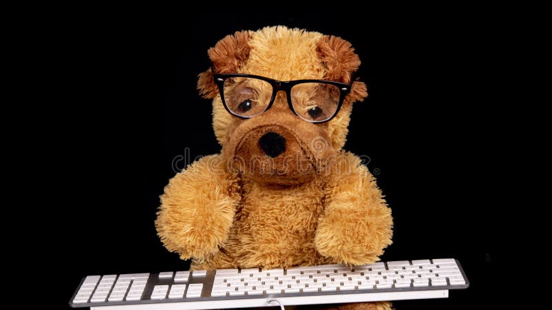 Teddy Dog Typing on Keyboard Stock Footage - Video of connect, webcam ...