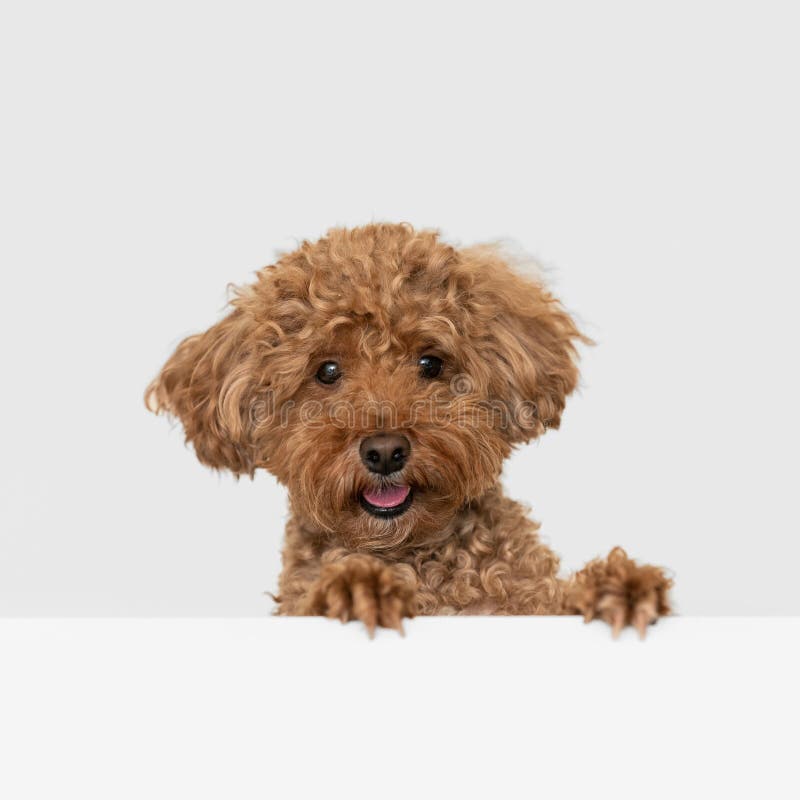 A Teddy Dog stock image. Image of little, girl, brown - 356922909