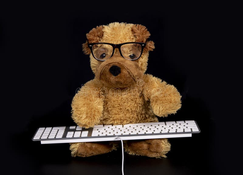 Teddy Dog Typing on Keyboard Stock Photo - Image of doggie, computer ...