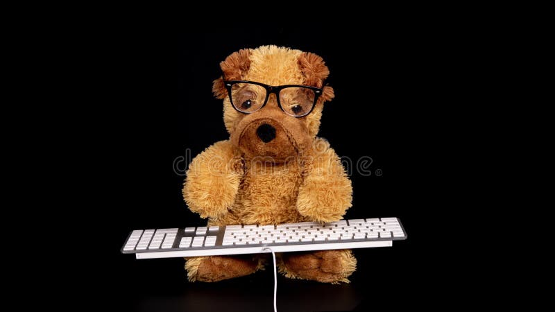 Teddy Dog Typing on Keyboard Stock Footage - Video of keyboard, email ...