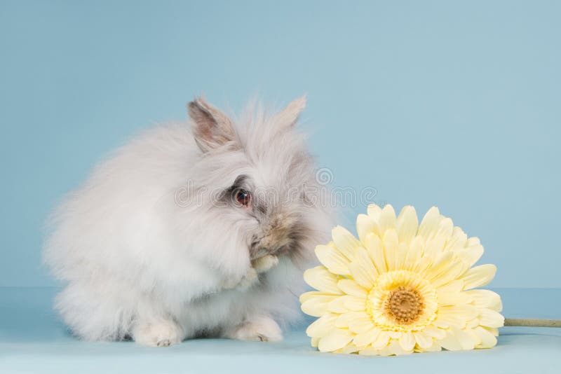 Teddy dwarf rabbit washing stock photo. Image of studio - 74754202
