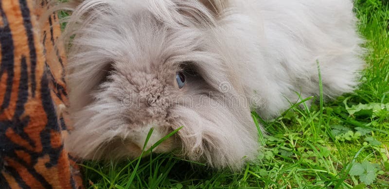 Teddy dwerg stock image. Image of animal, konijn, rabbit - 146811091