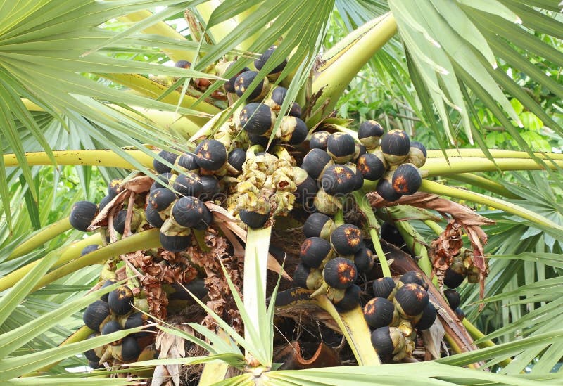 Teddy palm on tree stock photo. Image of iceapple, drawing - 31349600