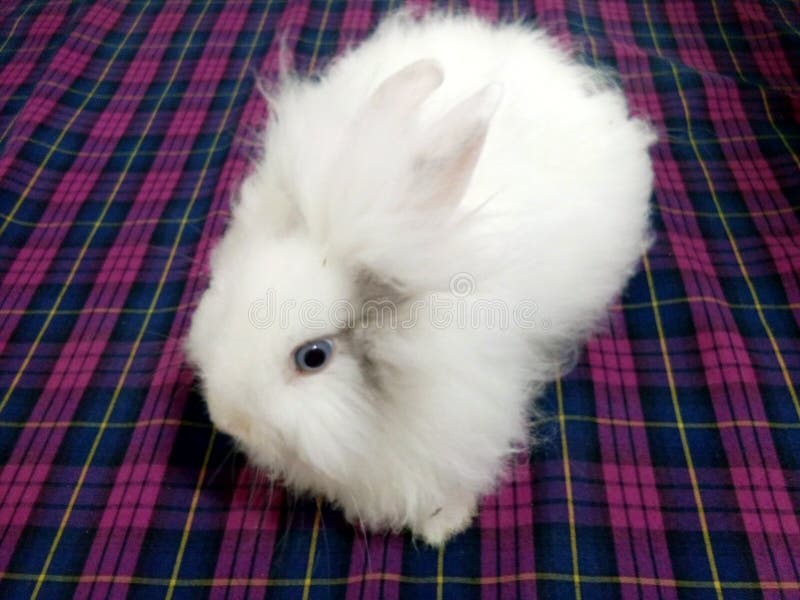 Teddy stock image. Image of white, teddy, rabbit, downy - 73408923