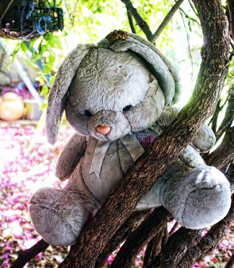 Lonely Teddy Bear On A Tree Branch. Stock Image - Image of cute, bark ...