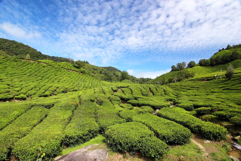 Tee-Plantage, Malaysia stockbild. Bild von asien, zieleinheit - 4294645