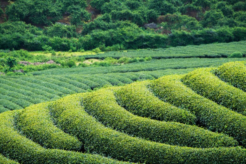 Teeplantage, Nordvietnam. stockbild. Bild von bearbeitung - 17326013