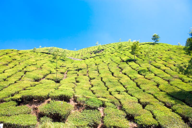 Tee-Plantage. Munnar, Indien Stockbild - Bild von landwirtschaftlich ...