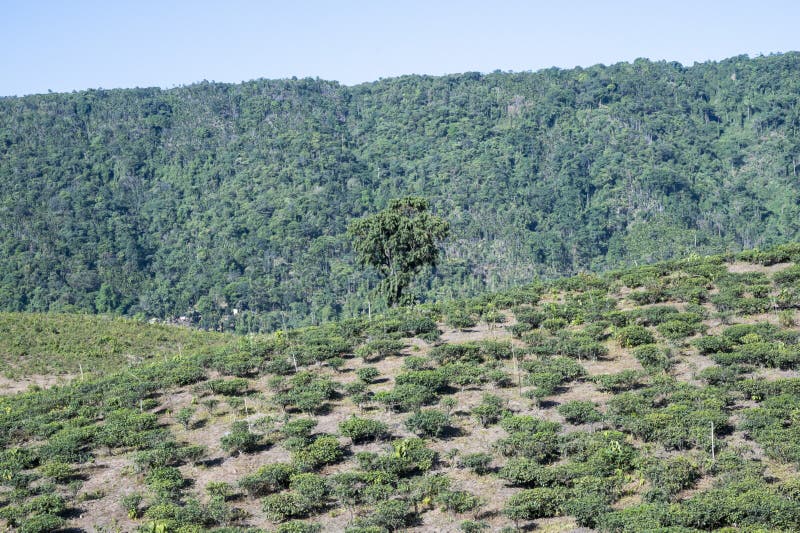 Tee Plantation on the Mountain Stock Photo - Image of hill, wilderness ...