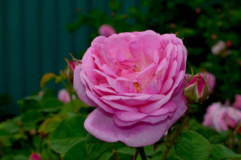 Tee Rose stockbild. Bild von blumenblätter, geschmack - 55789533