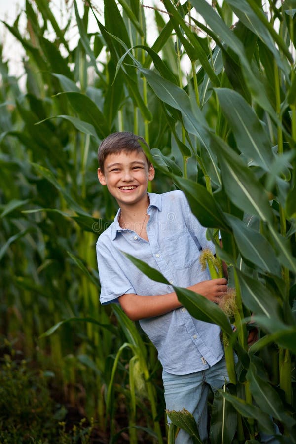 Teen Boy Kid in Corn Field in a Summer Day Stock Photo - Image of ...