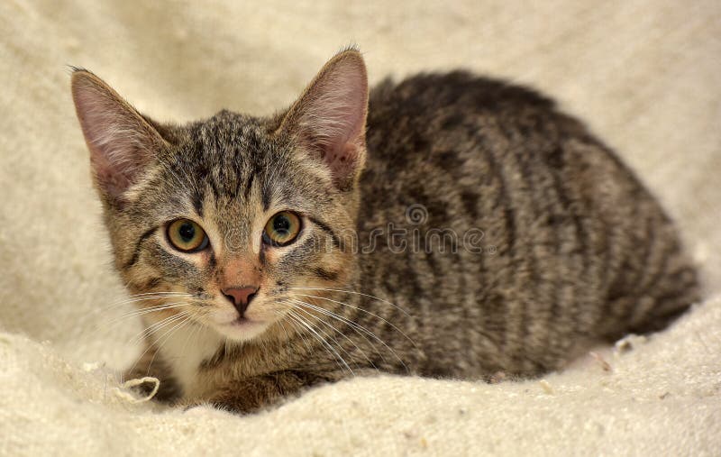 1,926 Teen Kitten Stock Photos - Free & Royalty-Free Stock Photos from ...