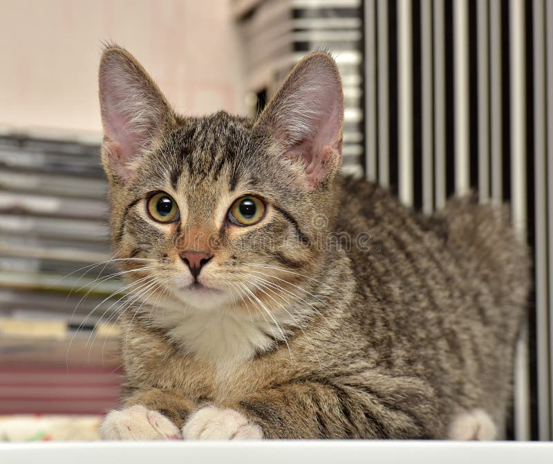 1,931 Teen Kitten Stock Photos - Free & Royalty-Free Stock Photos from ...