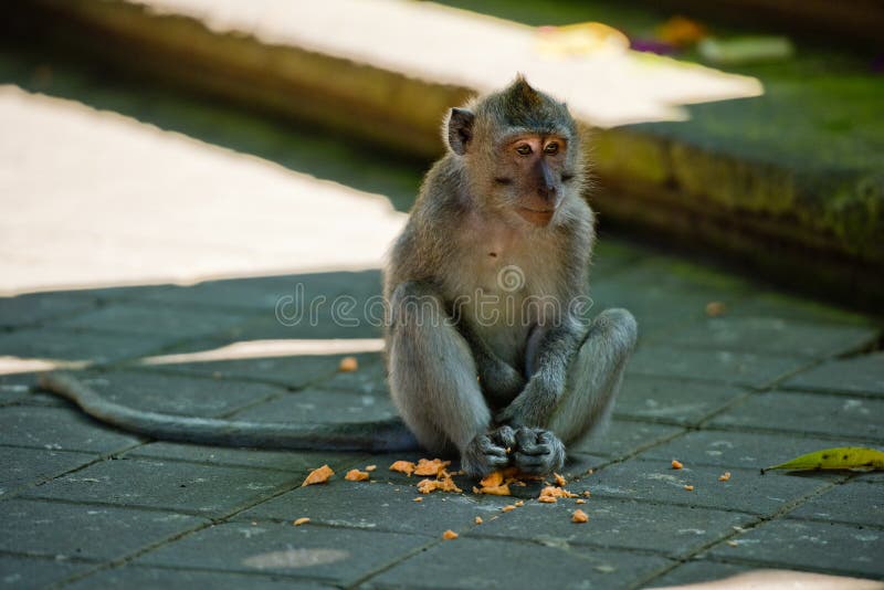 Teen Monkey Sits and Eats Root. Stock Photo - Image of green, forest ...