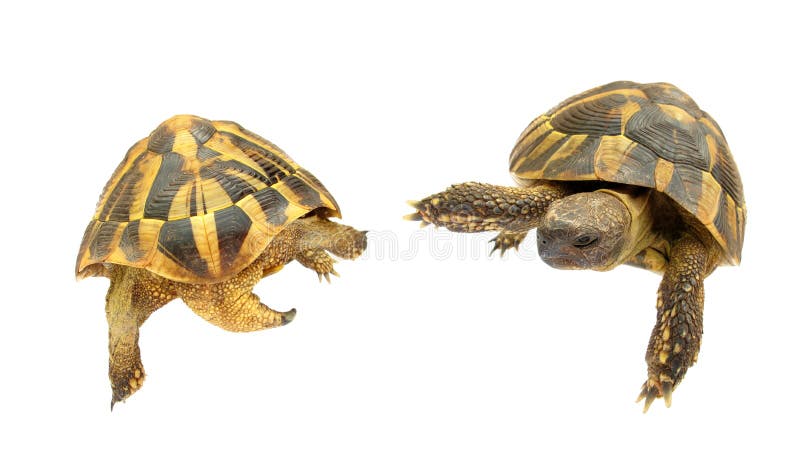 218 Ninja Turtle Sketch Stock Photos - Free & Royalty-Free Stock Photos ...