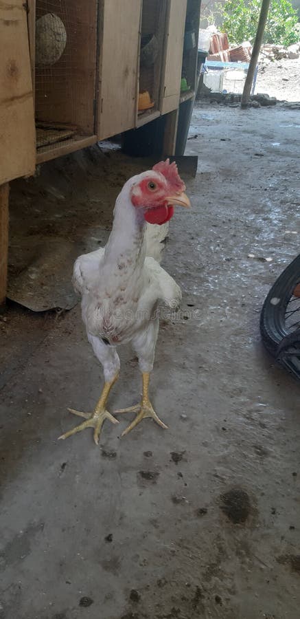 Teenage White chicken stock photo. Image of quail, animal - 262916446