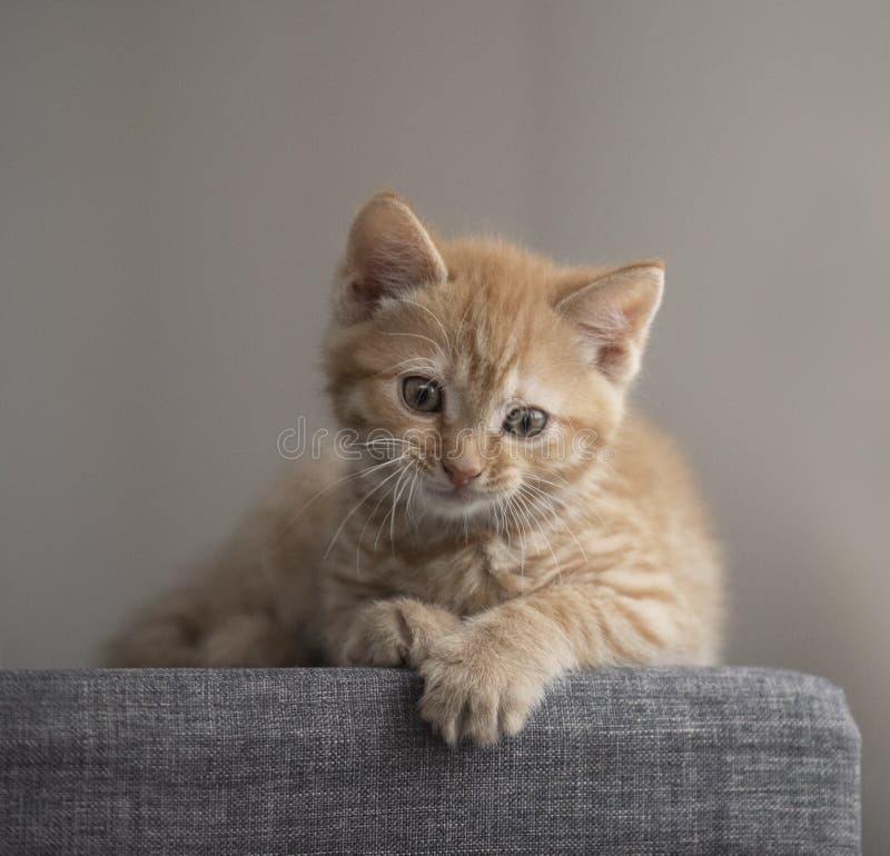 Teeny Little Ginger Kitten 8 Weeks Old Stock Image - Image of kitten ...