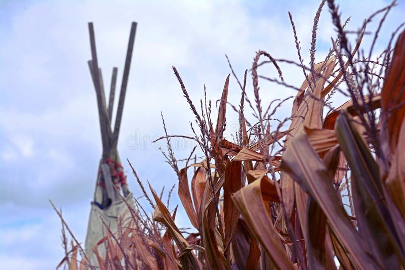 Teepee in a corn field stock photo. Image of cornfields - 54153536