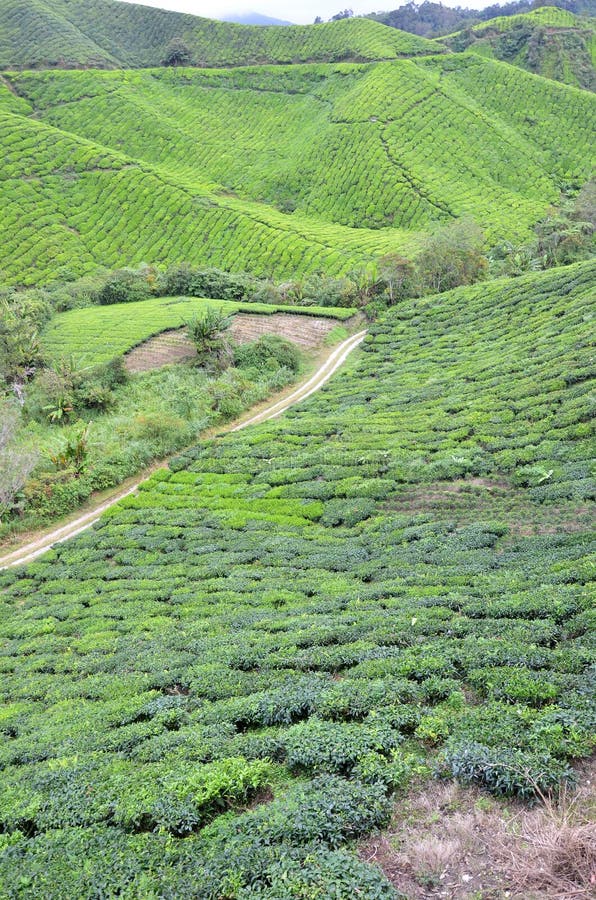 Tee-Plantage in Cameron Highlands in Malaysia Stockfoto - Bild von ...