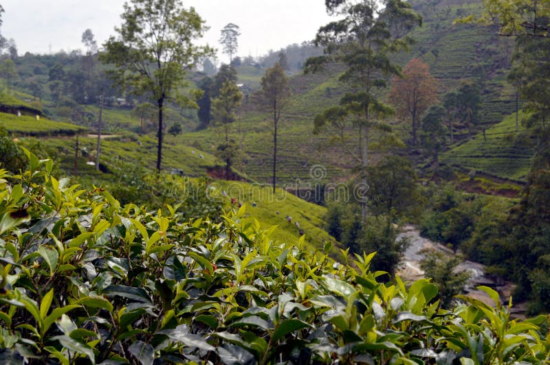 Teeplantage in Sri Lanka stockbild. Bild von bügel, orange - 5395157