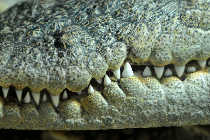 Big Teeth stock photo. Image of bonefish, lagoon, flies - 5698868
