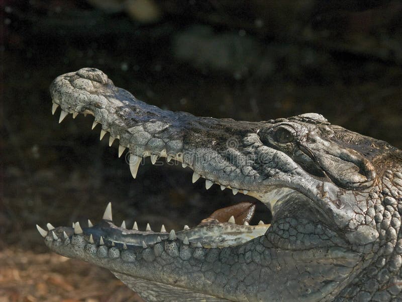 Teeth stock image. Image of gator, teeth, florida, ferocious - 4272423