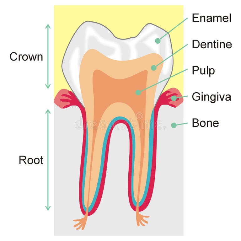Teeth Names Stock Illustrations – 135 Teeth Names Stock Illustrations ...