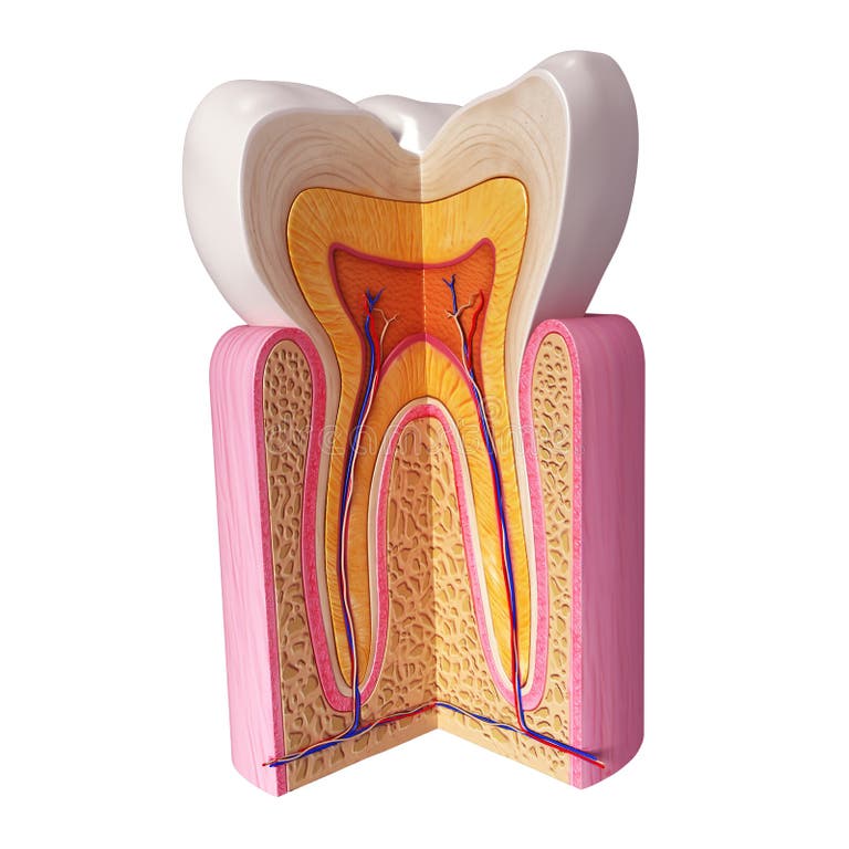 Teeth Anatomy Stock Illustrations – 22,979 Teeth Anatomy Stock ...