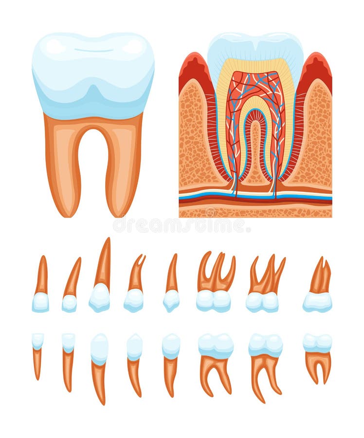 Teeth Anatomy Icon Set stock vector. Illustration of development ...