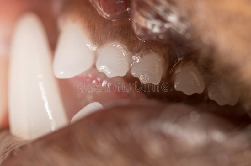 The Teeth of the Cat As a Background Stock Photo - Image of look ...