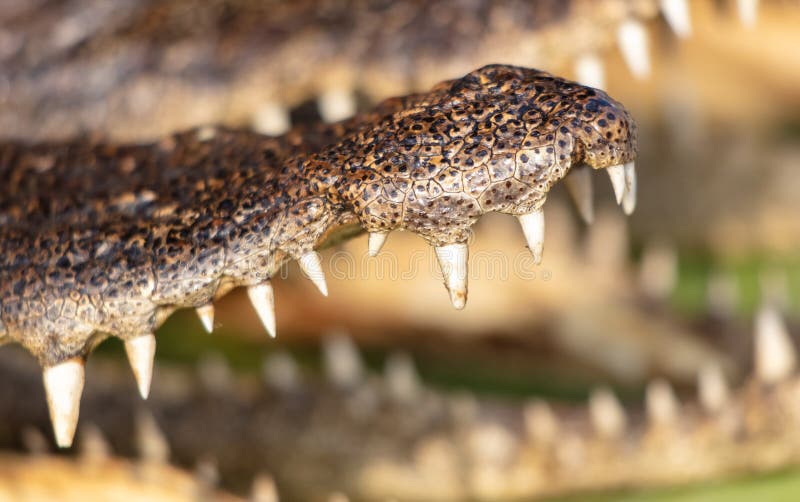 Teeth on Crocodile Jaws As a Background Stock Photo - Image of teeth ...