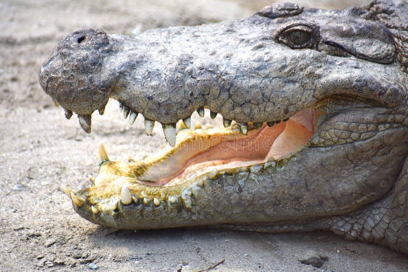 Teeth of crocodile stock photo. Image of wildlife, crocodile - 184286382