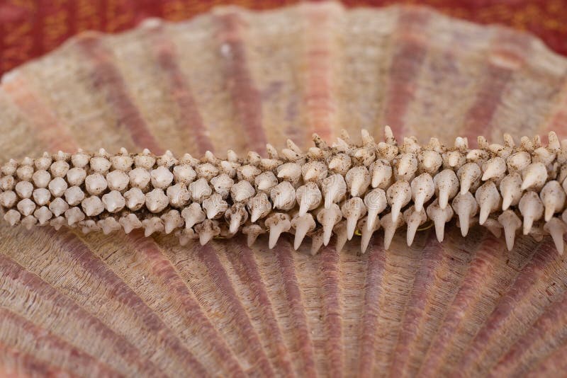 Teeth from the Crusher Plate of a Sting Ray Stock Image - Image of ...