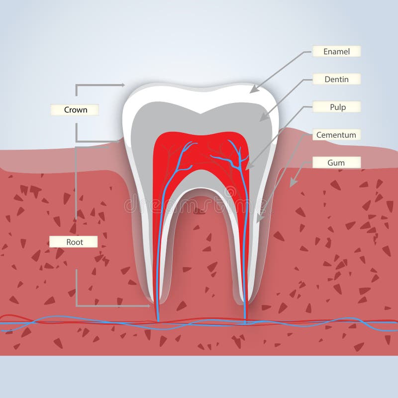 Teeth or Dental Illustration Stock Vector - Illustration of dentistry ...