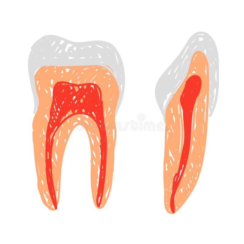 Teeth doodle stock vector. Illustration of drawn, healthy - 55548156