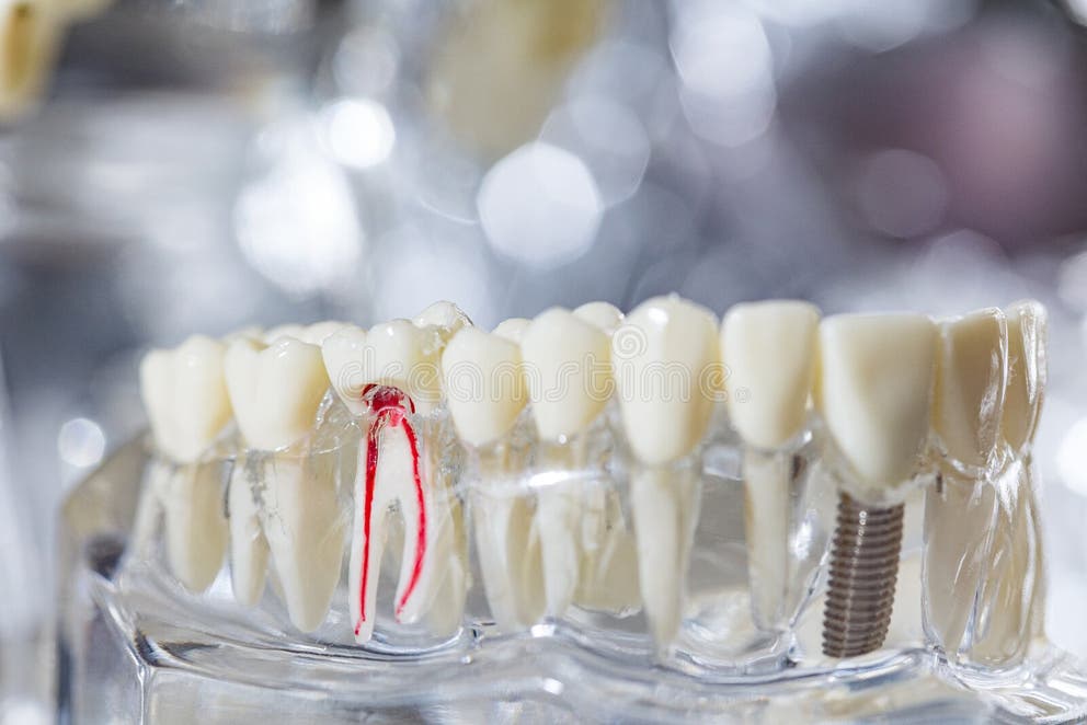 Teeth Education Model. Shallow Dof Stock Image - Image of mouth ...