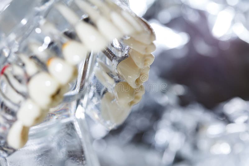 Teeth Education Model. Shallow Dof Stock Image - Image of dentistry ...