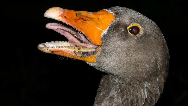 Fierce goose stock photo. Image of species, goose, rare - 137216706