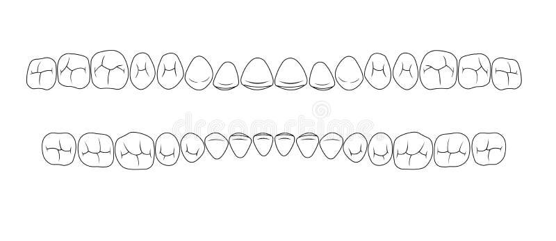 Teeth of fissures stock vector. Illustration of dentistry - 69668516