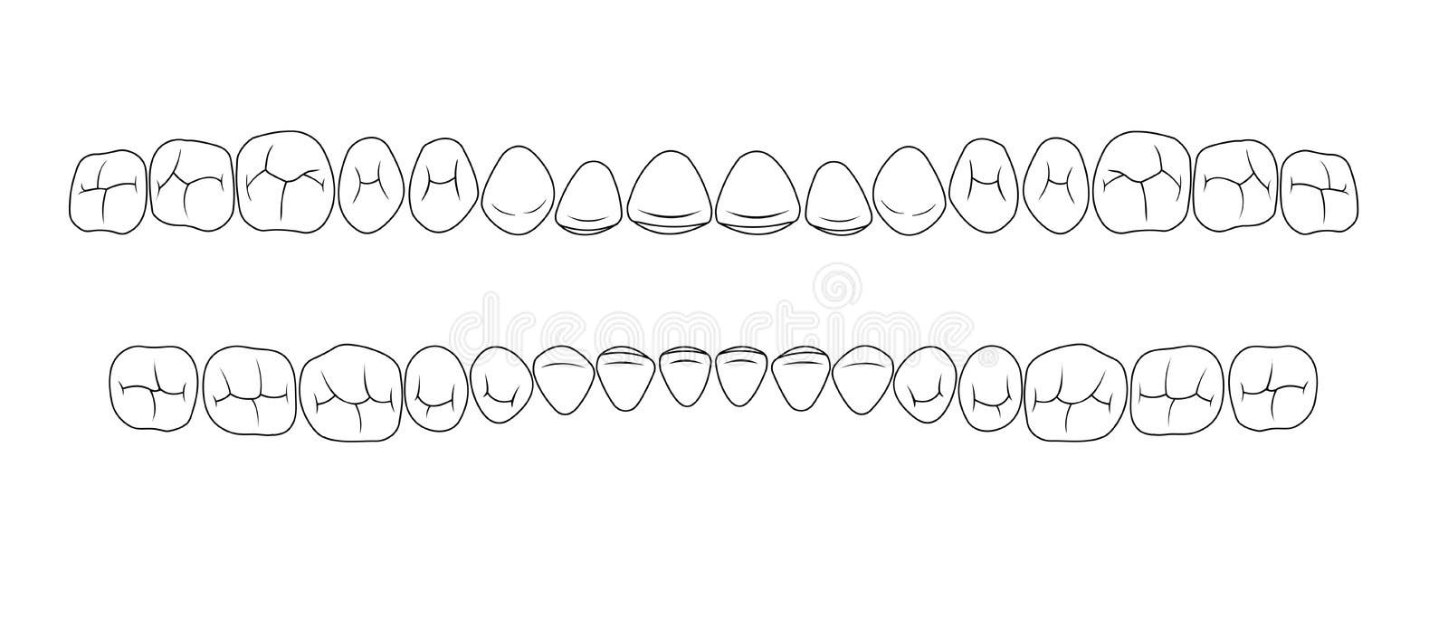 Permanent Tooth Cartoon Chart Stock Vector - Illustration of dentine ...