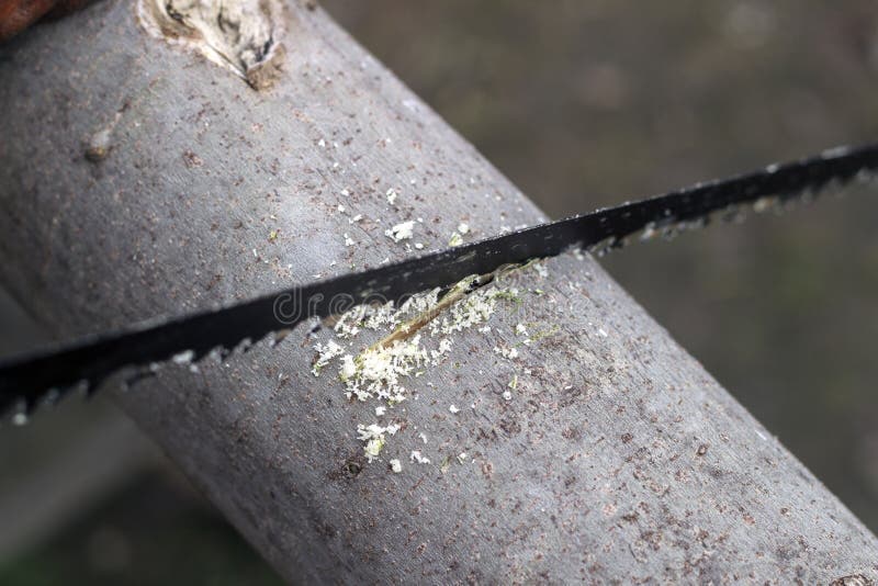 The Teeth on the Hand Tester Cut the Wood Stock Image - Image of ...