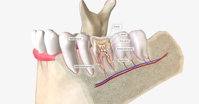 The Teeth are Hard Structures in the Mouth that Break Down Food at the ...