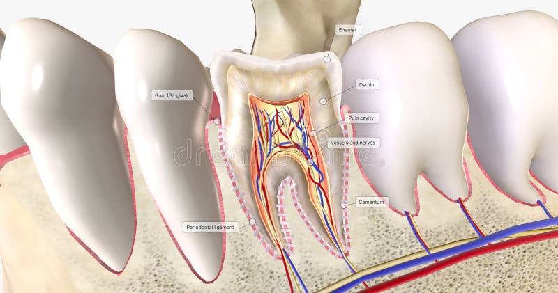 The Teeth are Hard Structures in the Mouth that Break Down Food at the ...