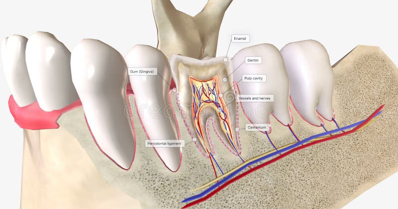 The Teeth are Hard Structures in the Mouth that Break Down Food at the ...