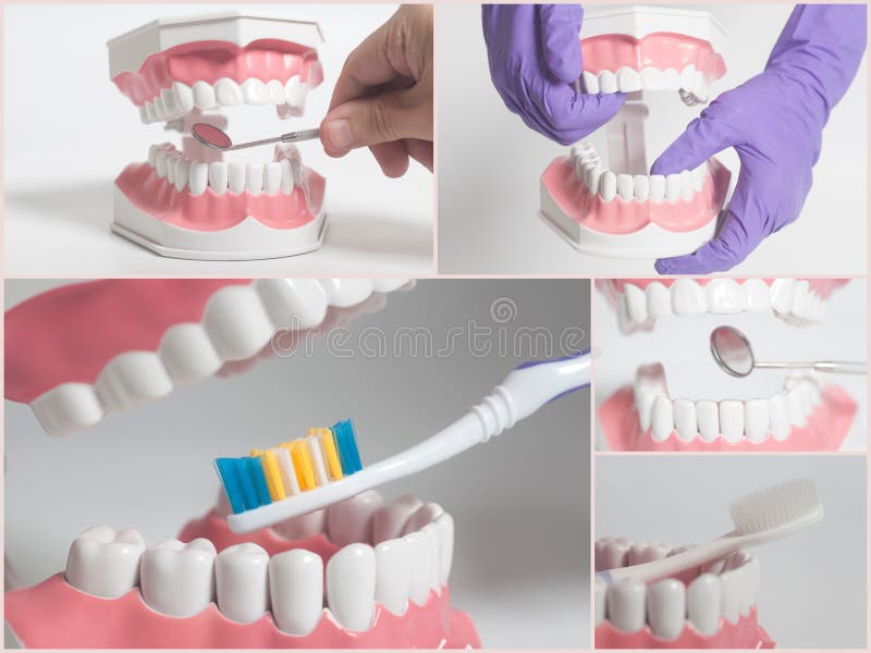 Teeth Human Model.Dental Care Concept.Collage Stock Photo - Image of ...