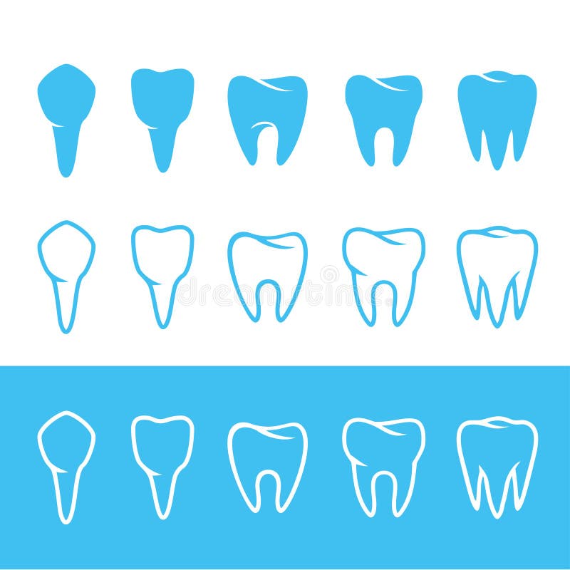 Human Dentition Full Infographic Chart with Teeth Numbers for Upper and ...