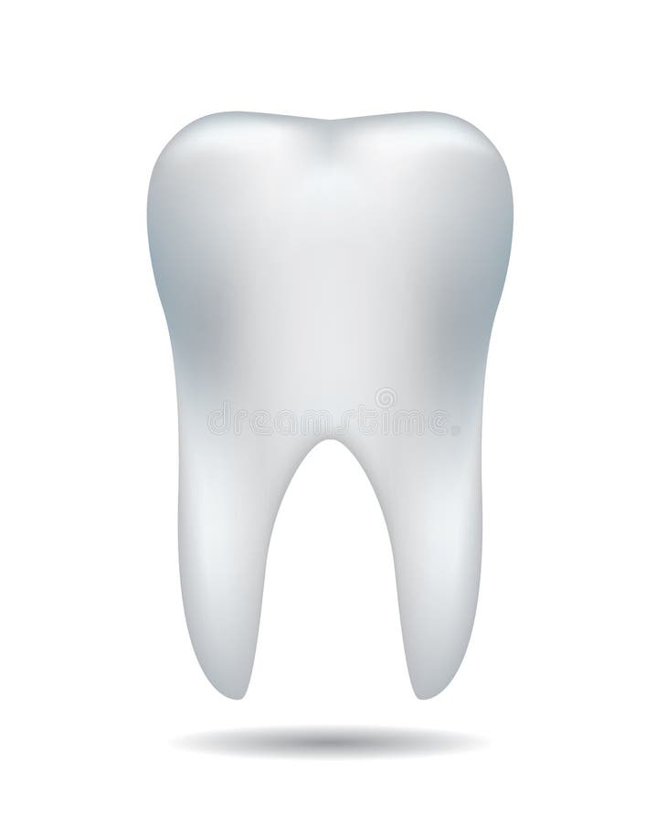 Single Teeth Vector